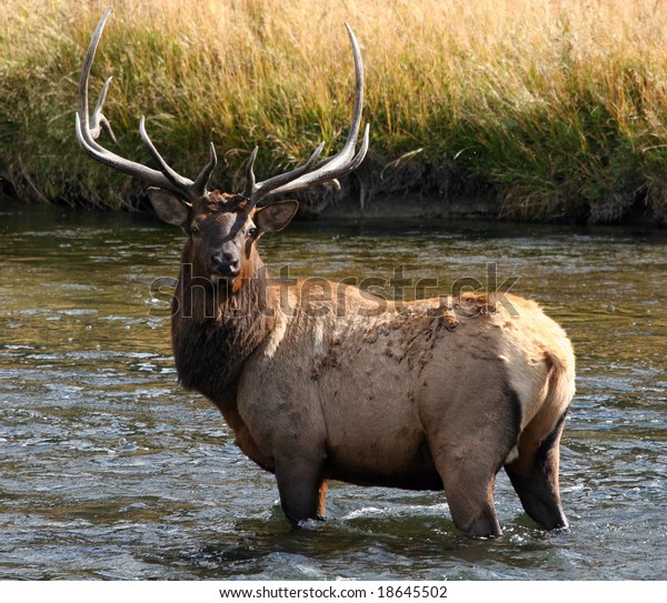 Elk Stock Photo (Edit Now) 18645502