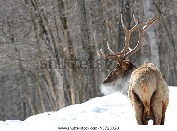 Elk During Winter Stock Photo 95723020 | Shutterstock