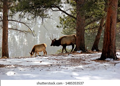 379 Elk Bucks Fighting Images, Stock Photos & Vectors | Shutterstock