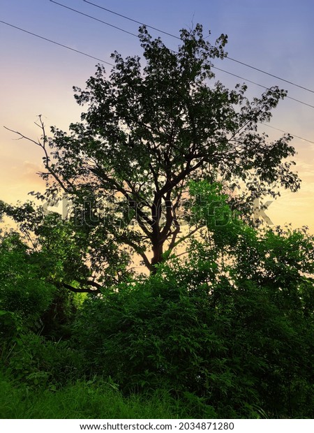 Elm Tree Elms Deciduous Semideciduous Trees Stock Photo 2034871280 ...
