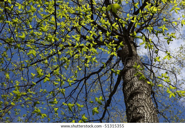 Elm Tree Spring Time On Sunny Stock Photo 51315355 | Shutterstock