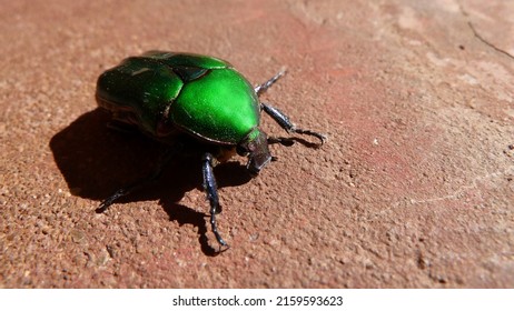 Emerald Beetle Walking Spring Stock Photo 2159593623 | Shutterstock