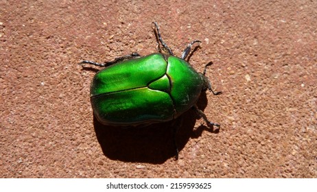 1,091 Emerald green beetle Images, Stock Photos & Vectors | Shutterstock