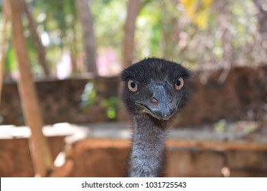 118 White emo bird Images, Stock Photos & Vectors | Shutterstock