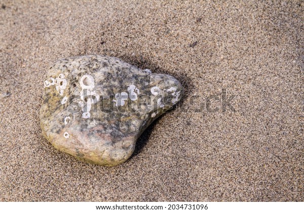 Empty Acorn Barnacle Shells Attached Small Stock Photo 2034731096 ...
