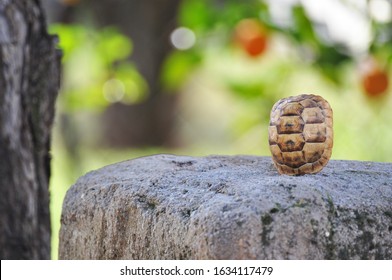 413 Empty turtle shell Images, Stock Photos & Vectors | Shutterstock