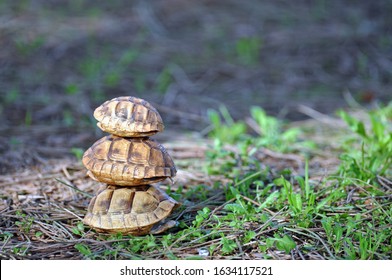 413 Empty turtle shell Images, Stock Photos & Vectors | Shutterstock