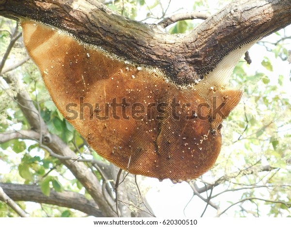Empty Beehive Stock Photo 620300510 | Shutterstock