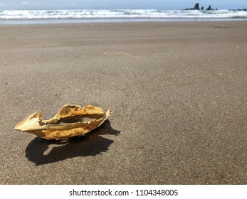 Empty Broken Crab Shell Washed On Stock Photo 1104348005 | Shutterstock