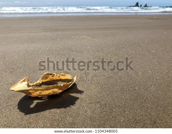 Empty Broken Crab Shell Washed On Stock Photo 1104348005 | Shutterstock