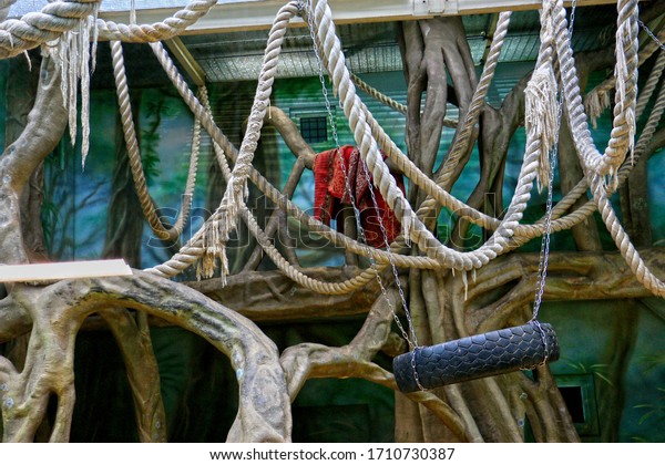 Empty Cage Monkeys Stock Photo 1710730387 | Shutterstock
