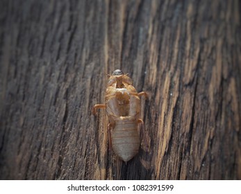 Empty Cicada Larva Shell After Molting Stock Photo 1082391599 ...