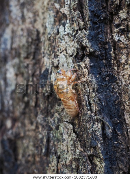 Стоковая фотография 1082391608: Empty Cicada Larva Shell After Molting ...