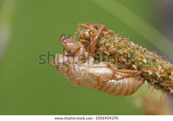 Empty Cicada Orni Shell Casing Moulted Stock Photo 1006904290 ...