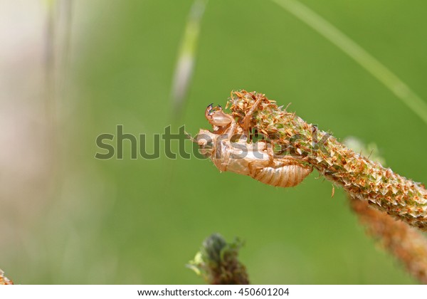 Empty Cicada Shell Casing Moulted Cicada Stock Photo 450601204 ...