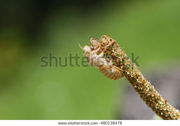 Empty Cicada Shell Casing Moulted Cicada Stock Photo 480138478 ...