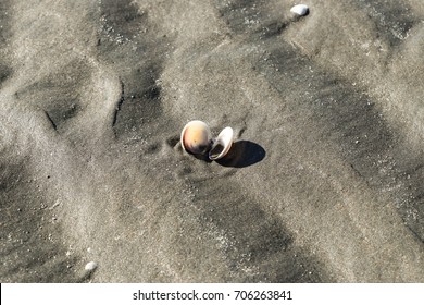Empty Clam Shell On Beach Sand Stock Photo 706263841 | Shutterstock
