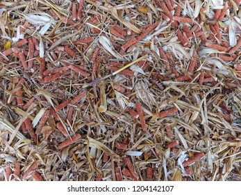 Empty Corn Field Stock Photo 1204142107 | Shutterstock