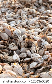 Empty Crab Shells Making Piles By Stock Photo 1286360320 | Shutterstock