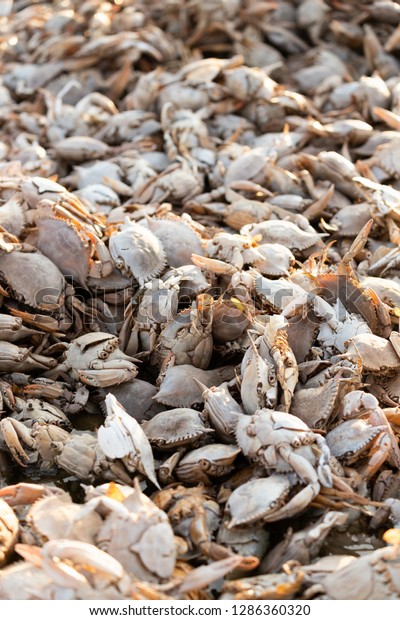 Empty Crab Shells Making Piles By Stock Photo 1286360320 | Shutterstock