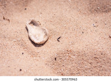 Empty Discarded White Shell Laying On Stock Photo 305570963 | Shutterstock