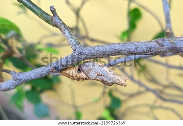Empty Dry Cocoon Object Stock Photo 2199726369 | Shutterstock