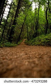 Empty Forest Path Stock Photo 473293288 | Shutterstock