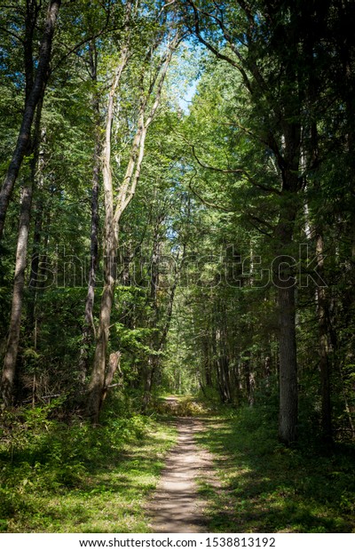 Empty Forest Path Extending Into Distance Stock Photo 1538813192 ...