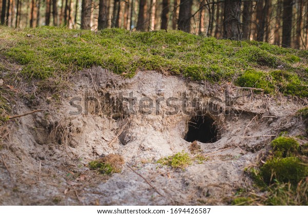 7,363 Dens Forest Images, Stock Photos & Vectors | Shutterstock