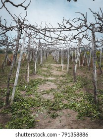 Empty Grape Farm Stock Photo 791358886 | Shutterstock