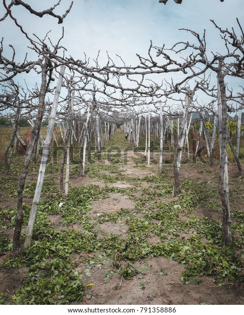 Empty Grape Farm Stock Photo 791358886 | Shutterstock