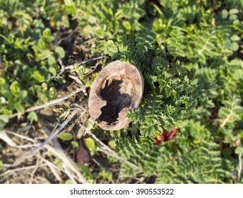 Empty Nut Shell Nature Stock Photo 390553522 | Shutterstock