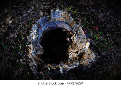 Empty Old Stump Stock Photo 499276294 | Shutterstock