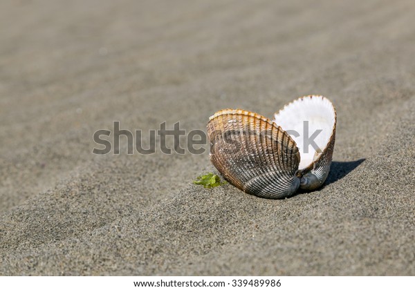 Empty Open Clam Shell Sitting On Stock Photo 339489986 | Shutterstock