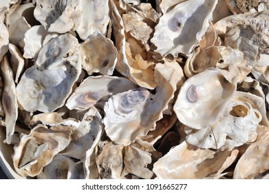 Empty Oyster Shells Texture Dead Mollusc Stock Photo 1091665277 ...
