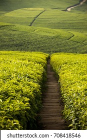 Empty Path Through Tea Plantations Rwanda Stock Photo 708418546 ...