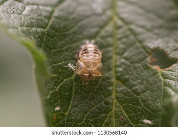 Empty pupa casing : 17 images, photos et images vectorielles de stock ...