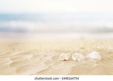 Travel Vacation Concept Sea Shells On Stock Photo (Edit Now) 1937961349