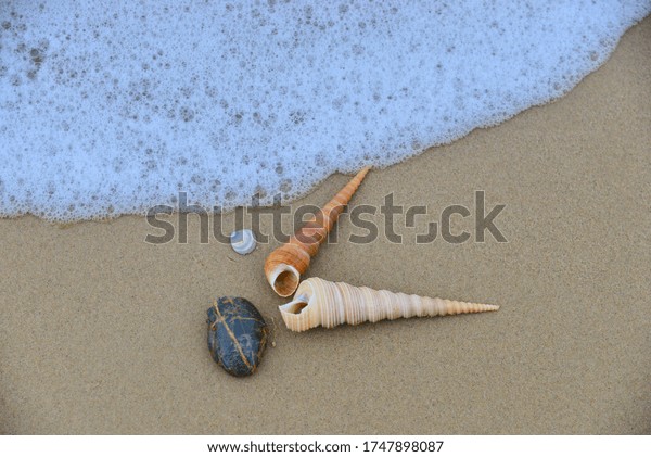Empty Sea Shells On Beach Stock Photo 1747898087 | Shutterstock