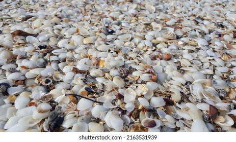 5,393 Seashell meat Images, Stock Photos & Vectors | Shutterstock