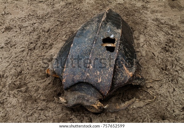Empty Shell Dead Leatherback Sea Turtle Stock Photo 757652599 ...