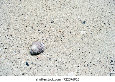 Empty Shell On Beach Stock Photo 722076916 | Shutterstock