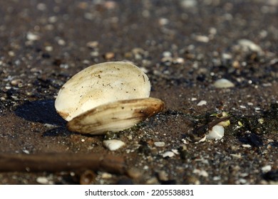Empty Shell On Sandy Beach Stock Photo 2205538831 | Shutterstock