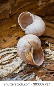 Empty Shell Snail Stock Photo 303809717 | Shutterstock