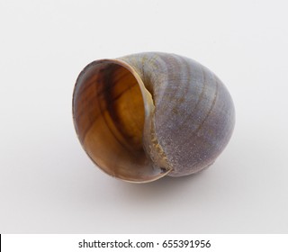 Empty Shell Snail Isolated On White Stock Photo 655391956 | Shutterstock