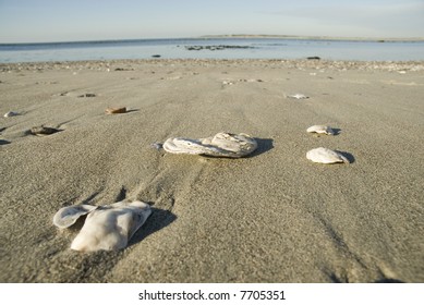 Empty Shells Beach Stock Photo 7705351 | Shutterstock
