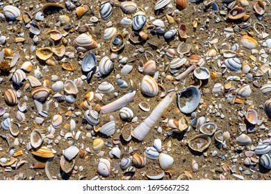 Empty Shells On Beach Background 2 Stock Photo 1695667252 | Shutterstock
