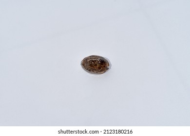 413 Empty turtle shell Images, Stock Photos & Vectors | Shutterstock