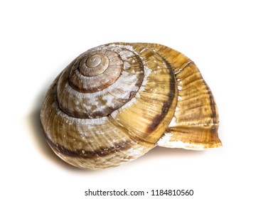Empty Snail Shell Stock Photo 1184810560 | Shutterstock