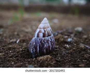 Empty Snail Shell On Ground Stock Photo 2017202492 | Shutterstock